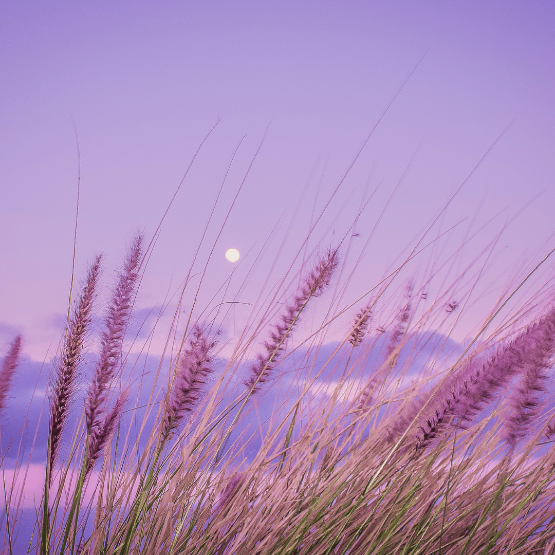 Symbolism Of Purple Meaning And Significance In Art And Culture