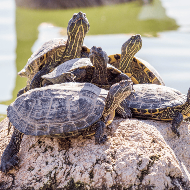 Symbolism of Turtles: Meaning and Significance in Different Cultures