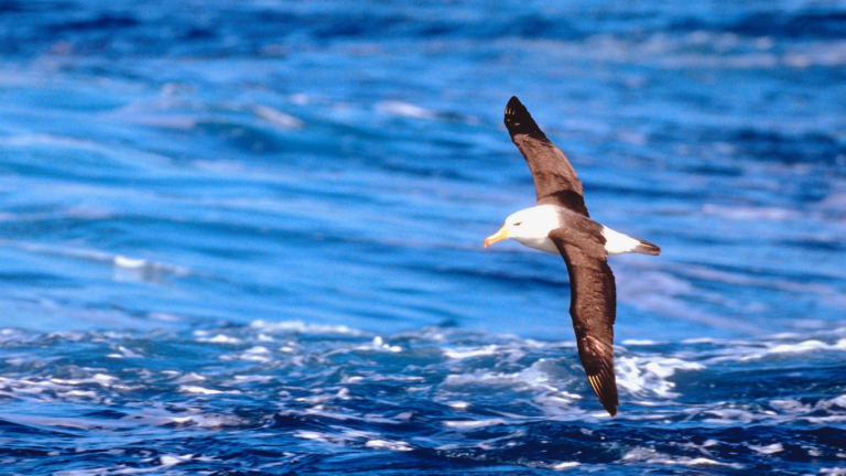Albatross Symbolism: Bird's Cultural and Literary Significance