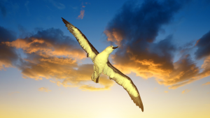 Albatross Symbolism: Bird's Cultural and Literary Significance