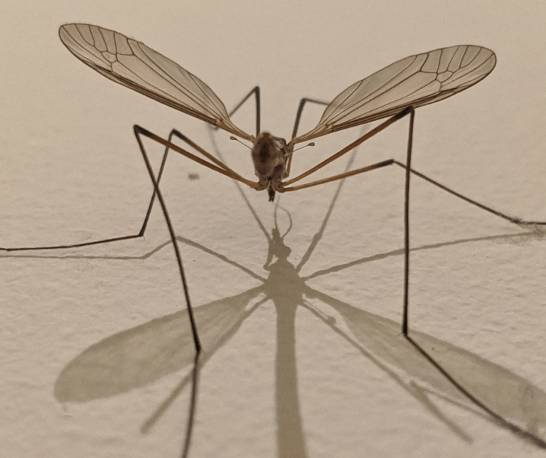 Daddy Long Legs Meaning and Symbolism: Explained
