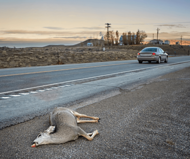 Dead Deer Symbolism Meaning: Unveiling Its Spiritual Implications