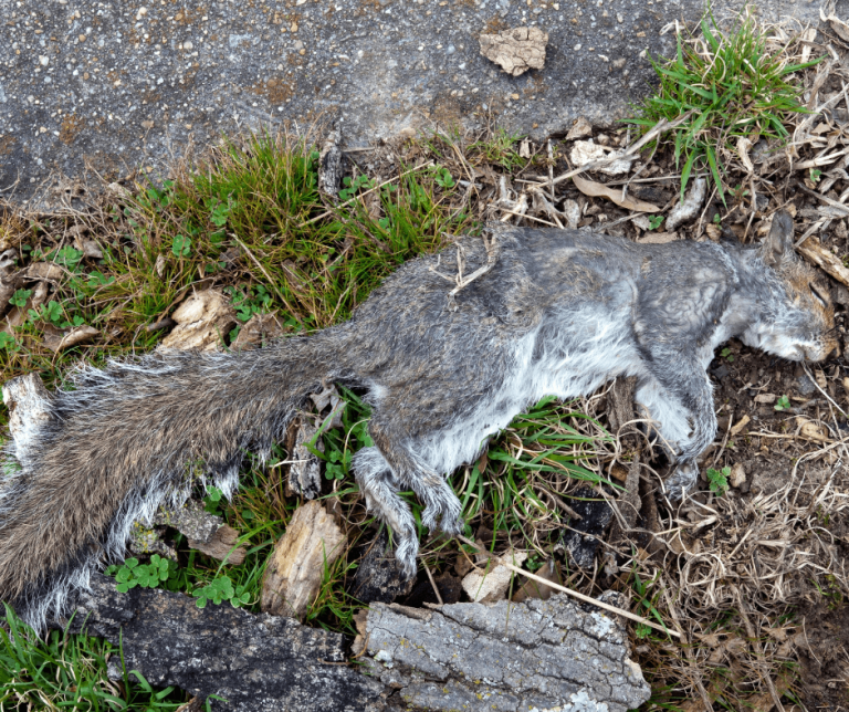 Unlocking the Hidden Messages in Dead Squirrel Symbolism Meaning