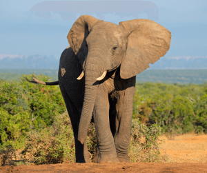 Elephant Symbolism: The Significance of Spirit Animals in Various ...