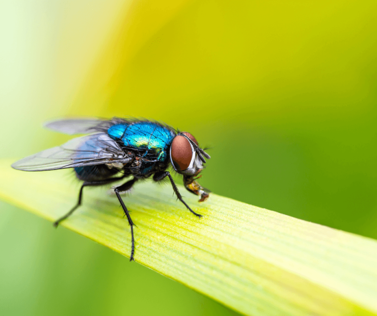 Decoding the Spiritual Insights Behind Fly Symbolism Meaning