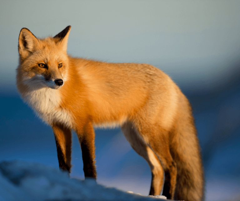 Fox Symbolism: Understanding The Meaning And Significance