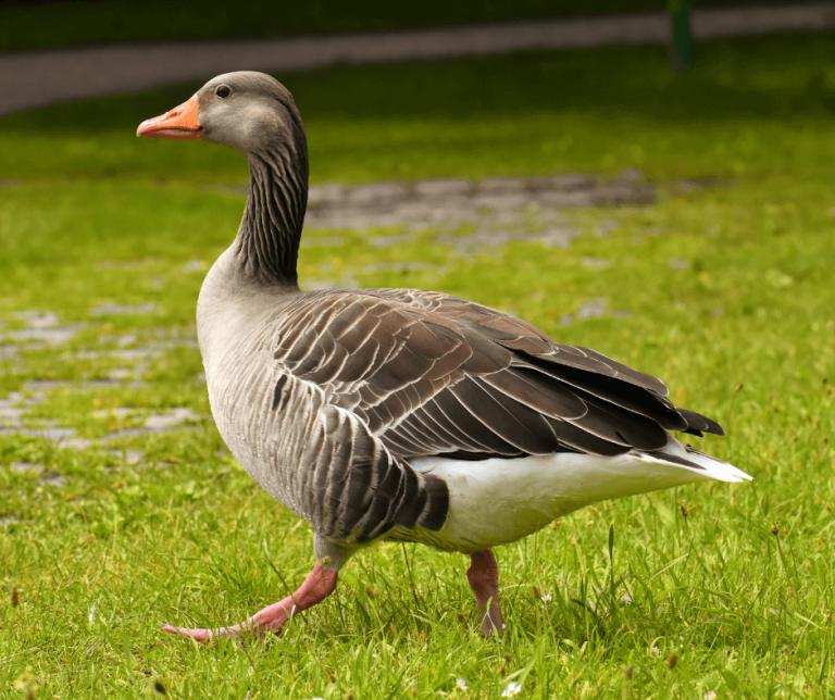 Goose Symbolism: Meaning and Significance in Different Cultures