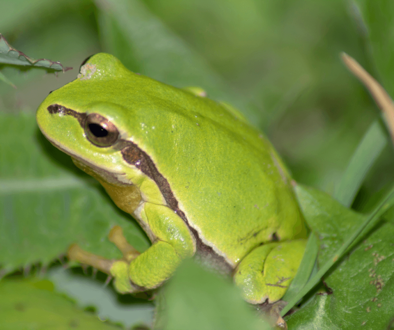 Green Frog Symbolism Meaning: Cultural Meanings of This Amphibian