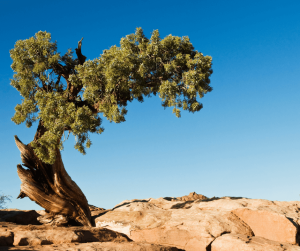 Juniper Tree Meaning Symbolism: Explained - symbolismguide.com