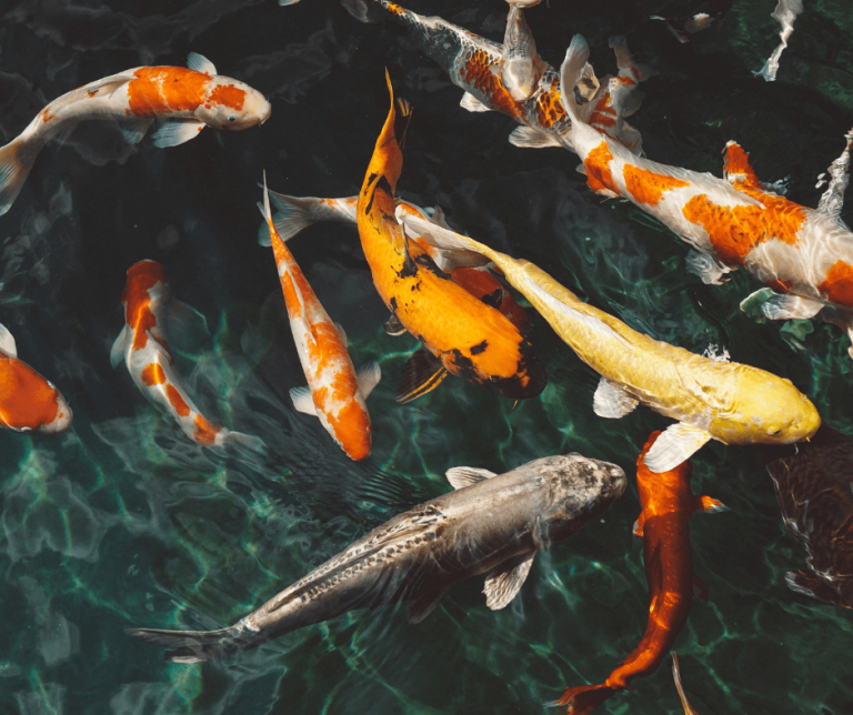 Koi Fish Symbolism: Understanding the Meaning and Significance