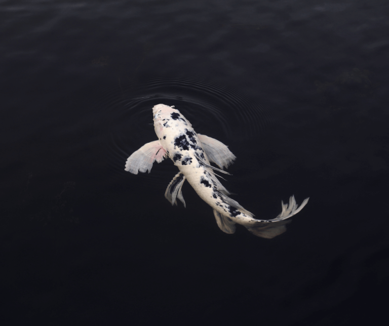 Koi Fish Symbolism: Understanding the Meaning and Significance