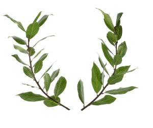 Laurel Leaf Meaning Symbolism And Significance Explained