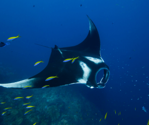 Manta Ray Symbolism: Meaning and Significance in Various Cultures