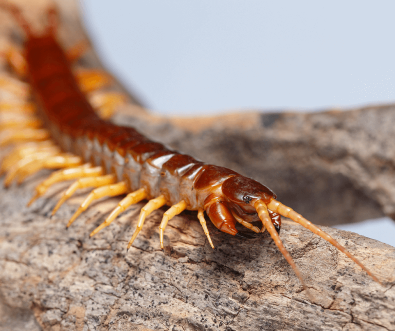 Symbolism of Centipedes: Decoding the Significance