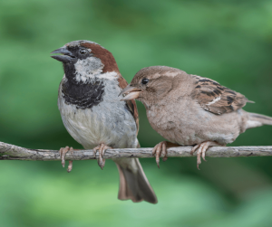 Symbolism of Sparrows: Exploring Significance of These Tiny Birds