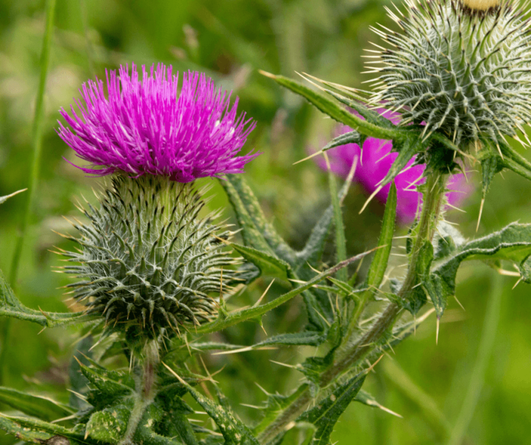 Thistle Meaning Symbolism: The Significance of this Prickly Plant