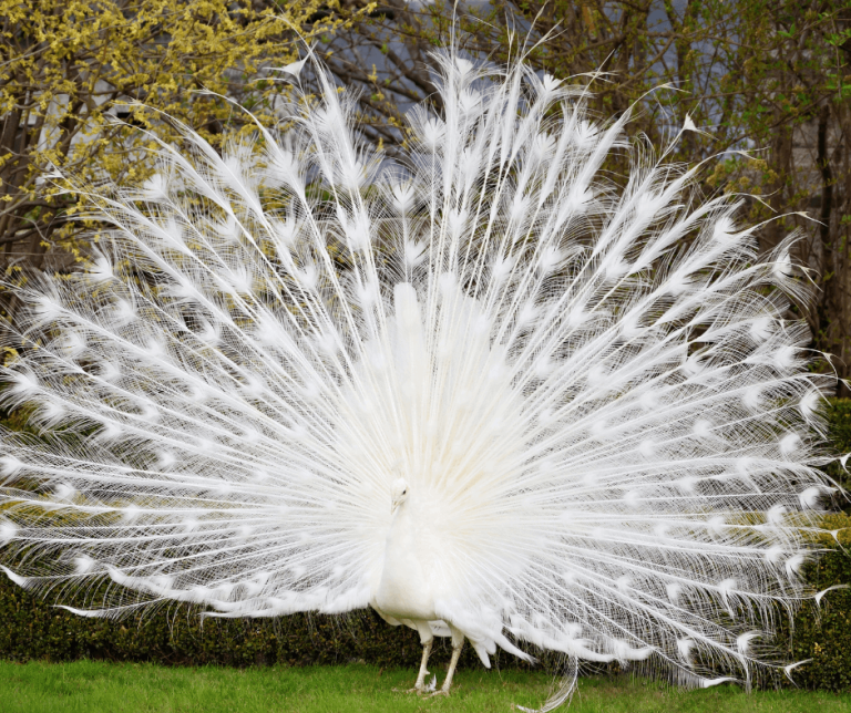 White Peacock Meaning Symbolism: Purity, Grace & Enlightenment