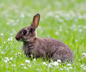 Animal Symbolism: Understanding the Meaning Behind the Creatures ...