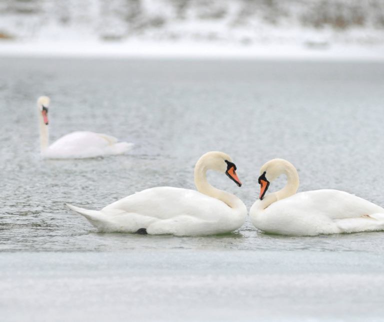 Animals That Symbolize Love: From Doves to Swans