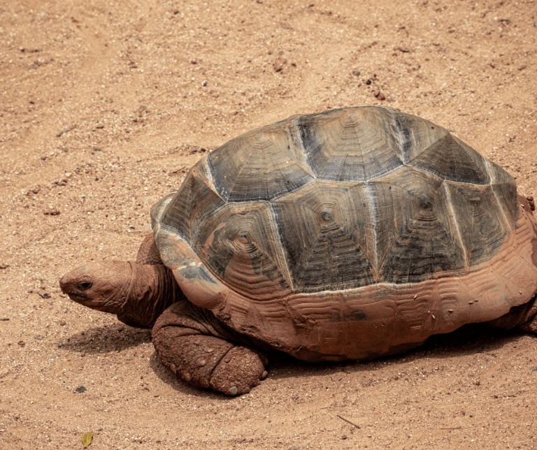 Animals That Symbolize Wisdom: A Comprehensive List