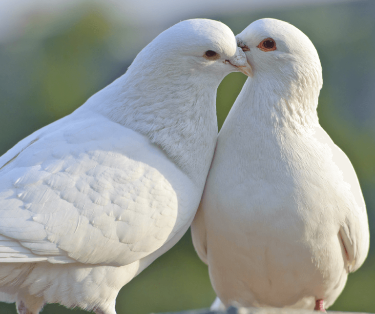 Animals That Symbolize Love: From Doves to Swans