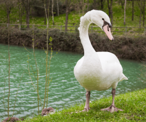 Animals That Symbolize Loyalty: A Definitive List