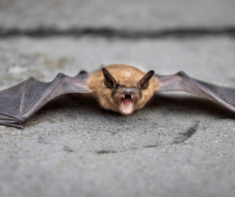 Bat Symbolism: Meaning and Significance in Different Cultures