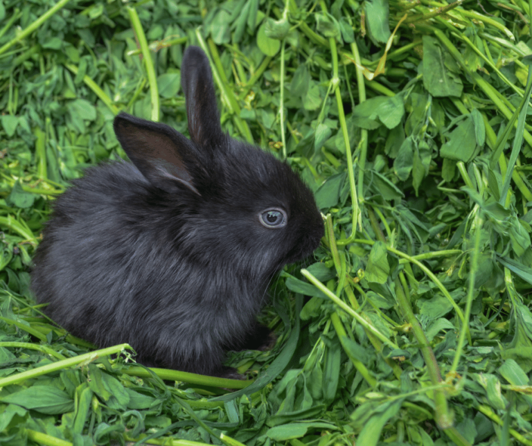 Black Rabbit Symbolism: Meaning and Interpretation