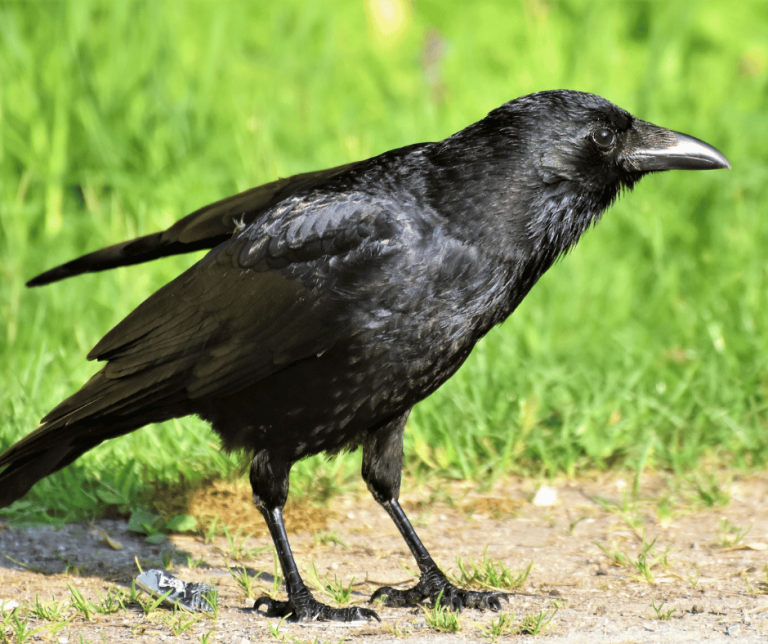 Black Raven Spiritual Meaning and Symbolism: Explained