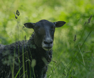 Black Sheep Spiritual Meaning and Symbolism: Explained