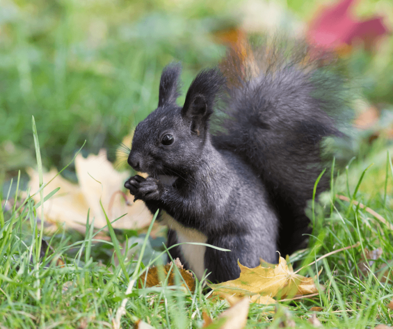 Black Squirrel Symbolism: A Deep Dive into Its Meanings