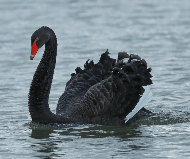 Understanding Black Swan Symbolism: Deep Meanings & Insights