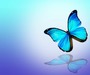 Blue Butterfly Spiritual Meaning and Symbolism: Explained