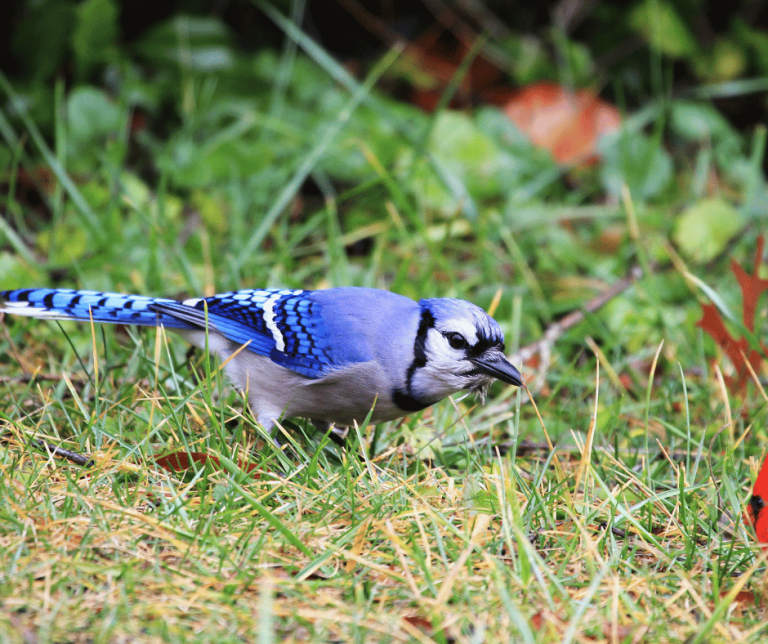 Blue Cardinal Spiritual Meaning Symbolism: Explained
