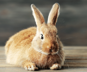 Brown Rabbit Symbolism Meaning: Insights and Significance