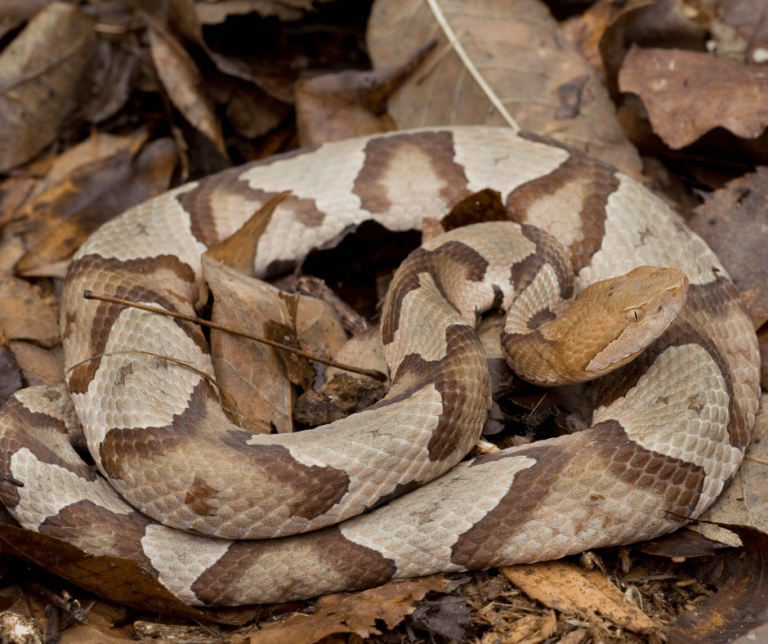 Brown Snake Spiritual Meaning and Symbolism: Explained