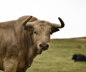 Bull Symbolism: Unpacking Its Cultural and Spiritual Meanings