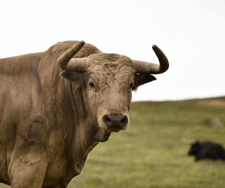 Bull Symbolism: Unpacking Its Cultural and Spiritual Meanings