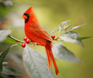 Decoding Cardinal Symbolism and Meanings: Insights Explained