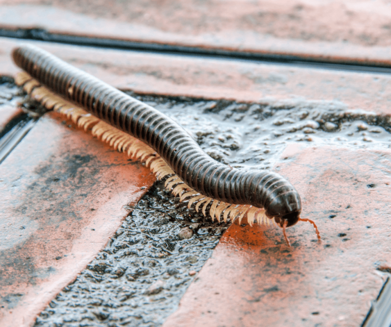 Symbolism of Centipedes: Decoding the Significance