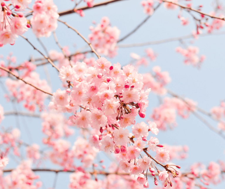 Cherry Blossom Meaning and Symbolism: A Detailed Exploration
