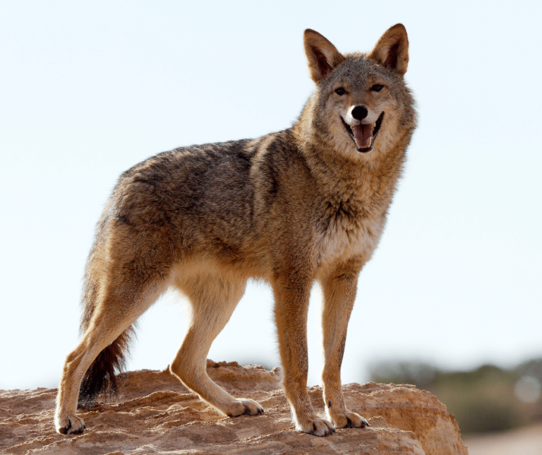 Coyote Symbolism: Understanding the Role of Spirit Animals