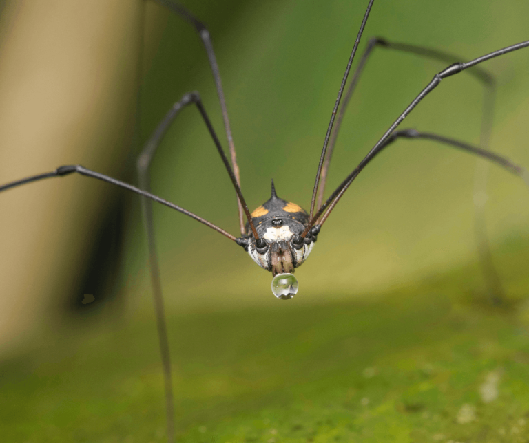 Daddy Long Legs Meaning and Symbolism: Explained