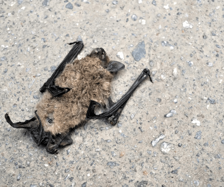 Dead Bat Spiritual Meaning Symbolism: Insights and Significance