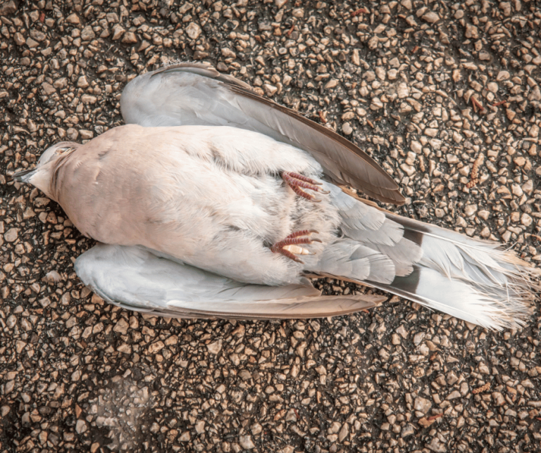 Dead Duck Meaning Symbolism: Understanding the Significance