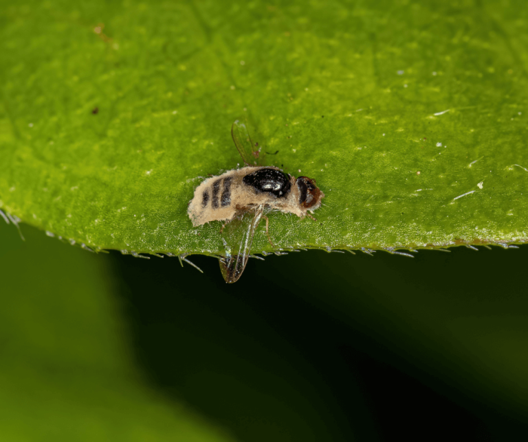 Dead Fly Meaning Symbolism: Understanding The Significance
