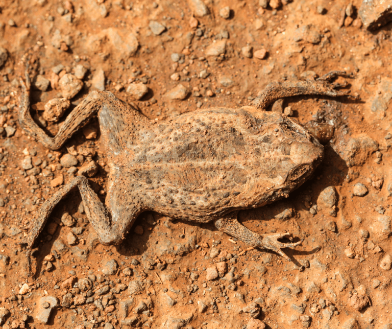 Dead Frog Meaning: Symbolism and Interpretation