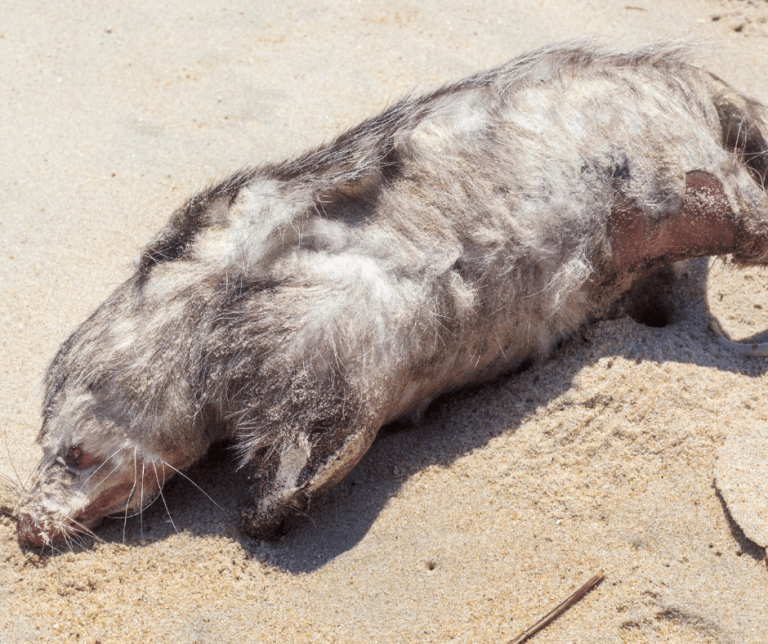 Dead Possum Symbolism: Understanding Its Meaning and Significance