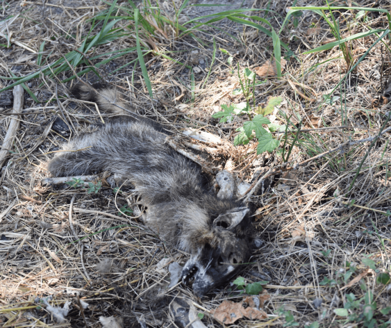 Decoding the Message: What Does Dead Raccoon Symbolism Mean?