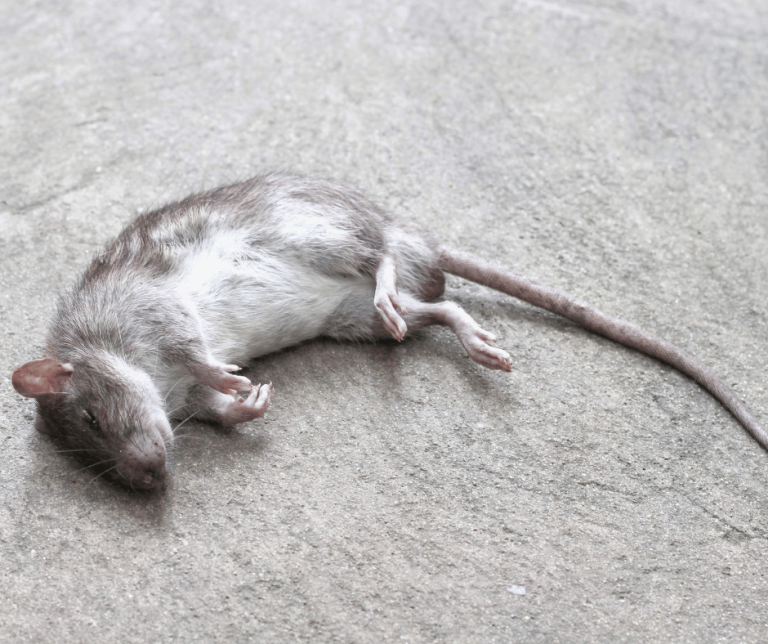 Dead Rat Symbolism Meaning: Exploring Its Spiritual Significance